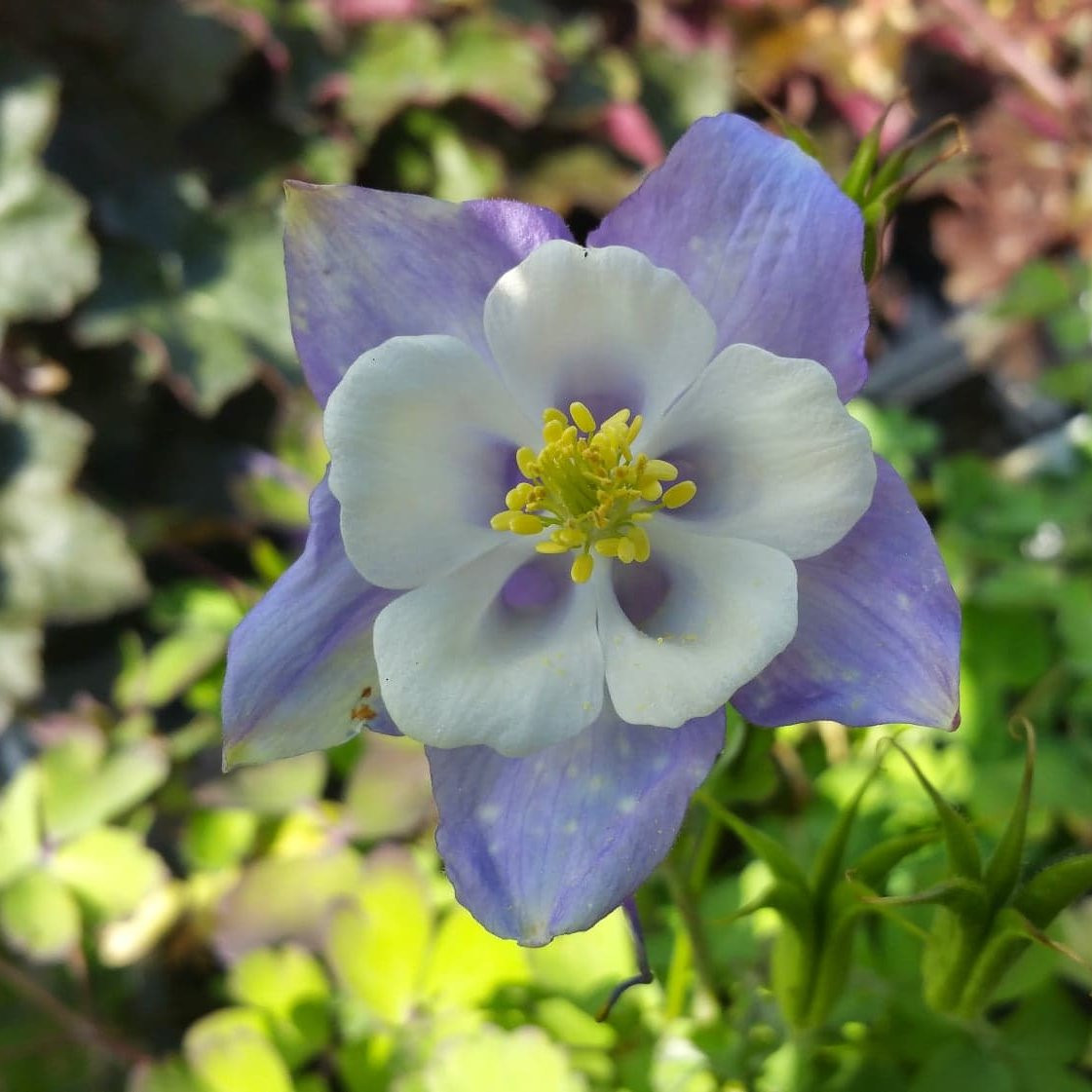 HottingerGreenhouses