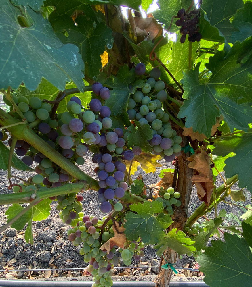 Chapter 6: 2020 Grapes are Abundant and Ready!