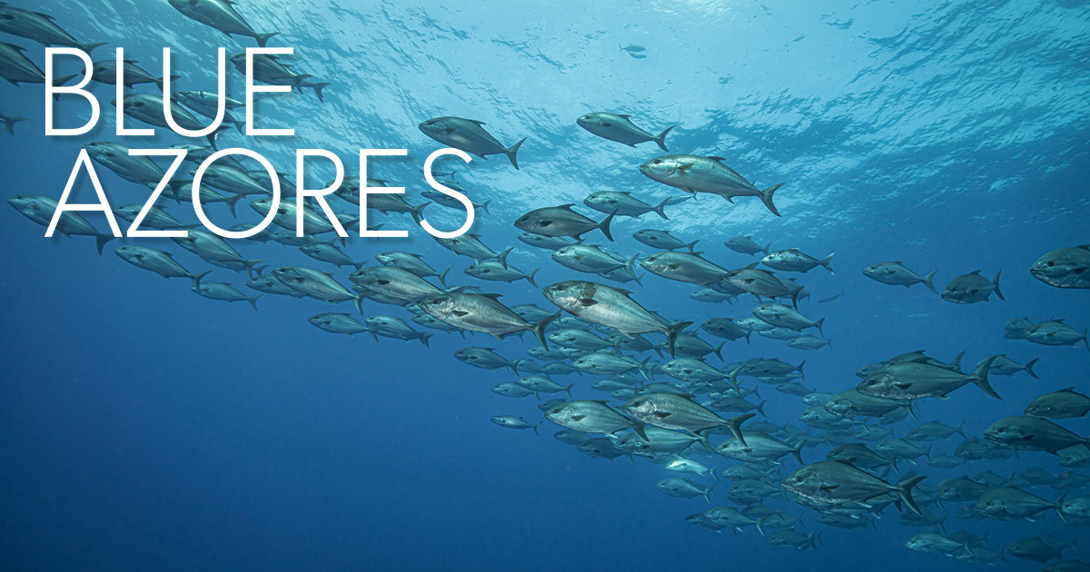 Evolution of the AMP in the Azores | Blue Azores