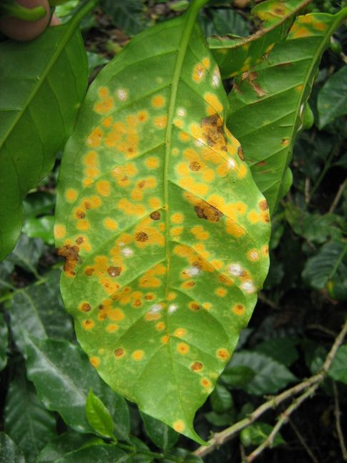 Coffee Pests, (not-so) Fungi and Diseases