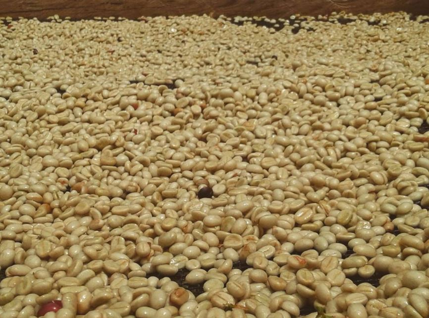 Coffee Processing - The Honey Process