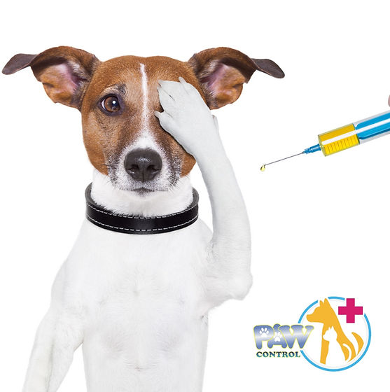 Services | Paw Control