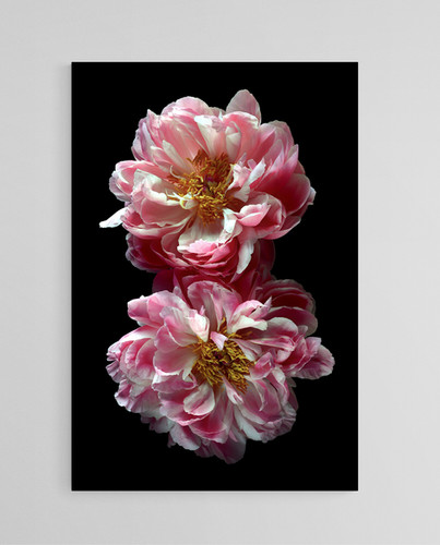 Two Pink Peonies - Peony flower wall art print - floral artwork | The ...