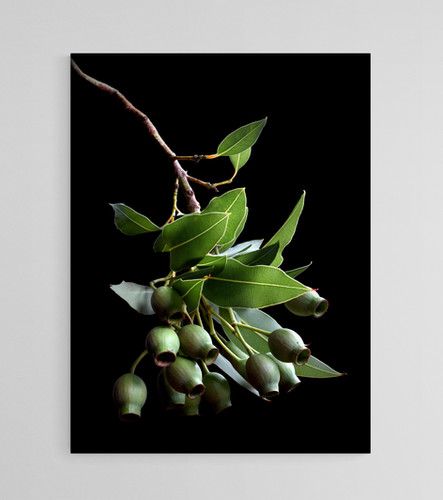 Gum Nut Stem - Australian botanical wall art - Nature photography still ...