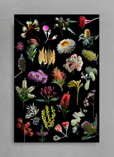 Australian Nature Collage ~ Botanical Wall Art ~ Photography Print ...