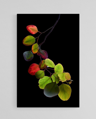 Eucalyptus Red Box - Australian botanical print - Still life ...