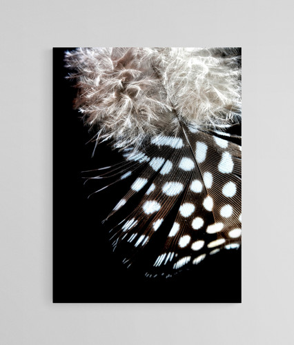 Spotted feather downloadable photography print - Digital download by ...
