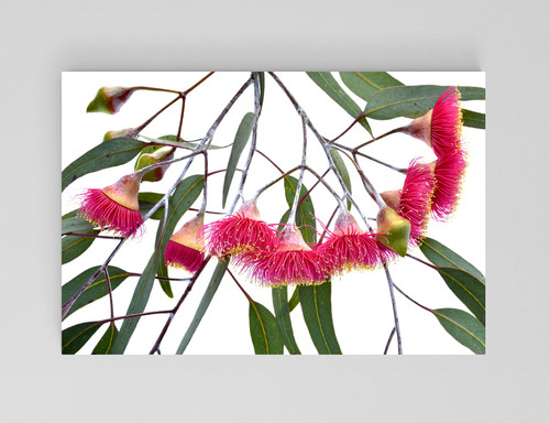 Silver Princess Flowers ~Australian Floral Wall Art ~ Fine Art Photo ...