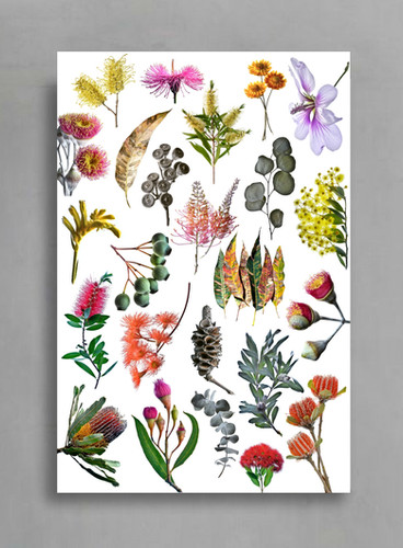 Australian Nature Collage - The Sequel ~ Botanical Wall Art ...