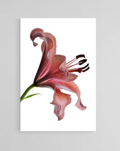 Downloadable pink Tiger Lily print - Printable flower photo ~ Digital ...
