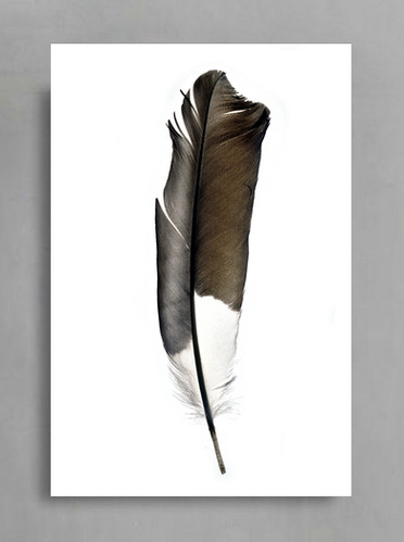 Feather Still Life ~ Minimalist Feather Wall Art Photography Print ...