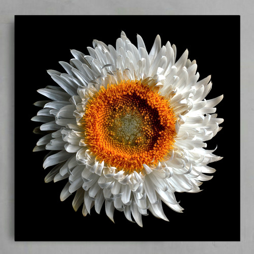 White Paper Daisy Print ~ Still Life Everlasting Flower Photography Art ...