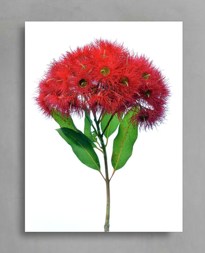 Red Gum Blossoms ~ Printable Australian Flower Art~ Digital Download ...