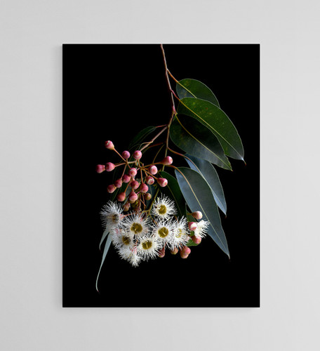 Eucalyptus Snowflake - Australian botanical photography print - White ...