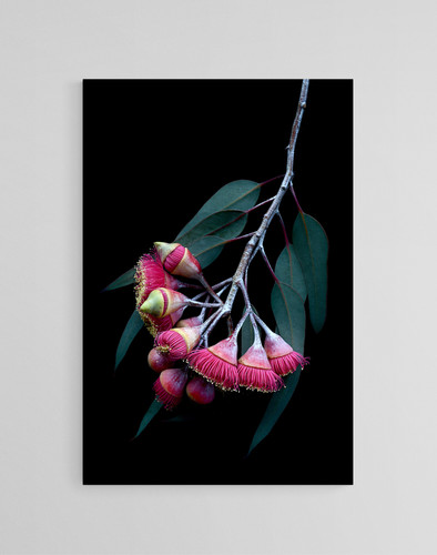 In the Pink - Gum blossoms artwork - Australian floral wall art | The ...
