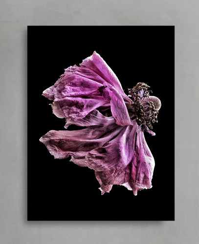 Magenta Ranunculus Redefined - Still life flower photography print ...