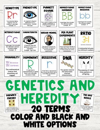 Genetics and Heredity Word Wall: Color and Black and White Versions ...
