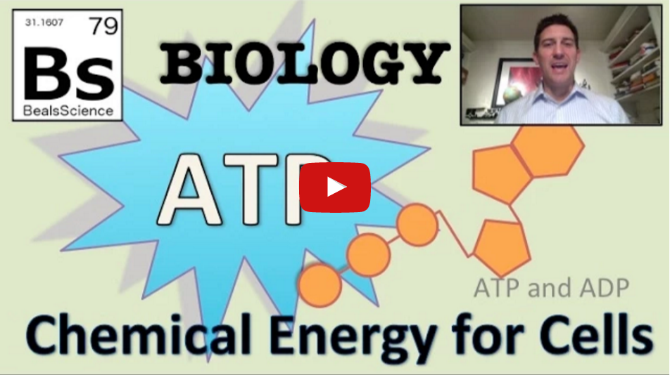 Biology Help | Science Lessons | Beals Science