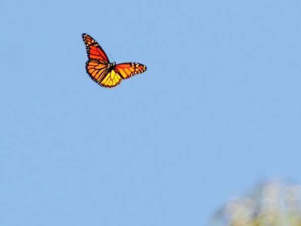 How fast does a monarch fly? A close look at the science