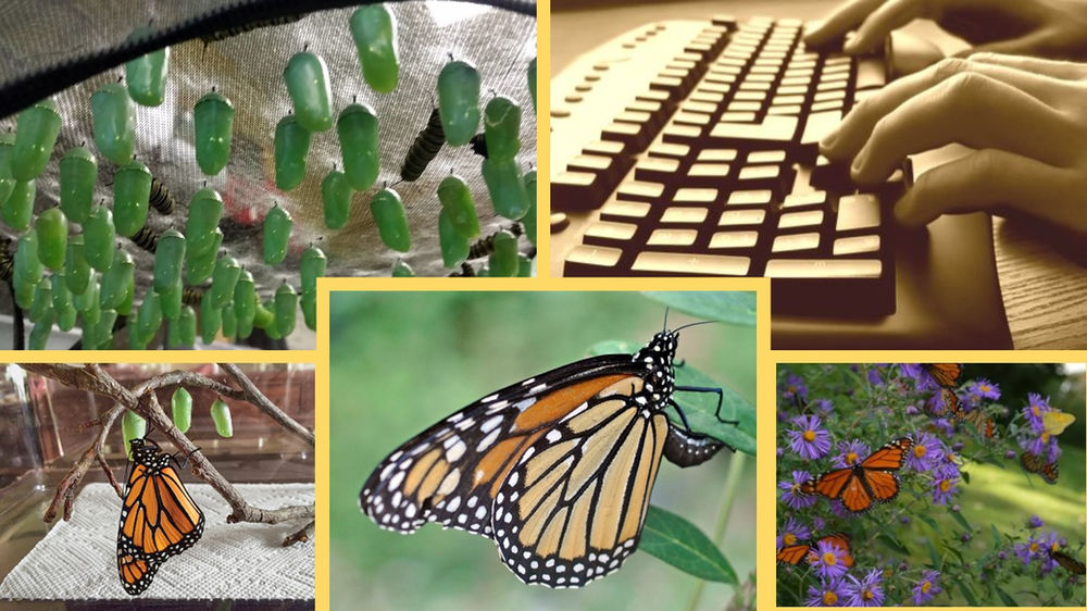 The five stages of a monarch butterfly advocate