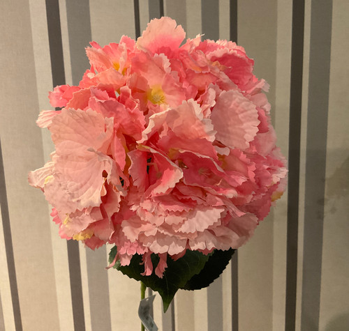 SINGLE HYDRANGEA PINK | manor-house-malta