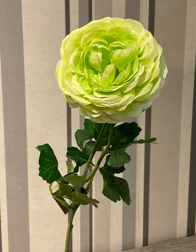 RANUNCULUS GREEN | manor-house-malta