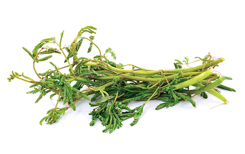 Water Mimosa | Siam Fresh Market