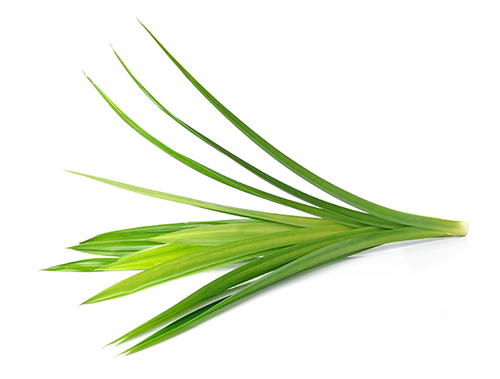 Pandan Leaves | Siam Fresh Market