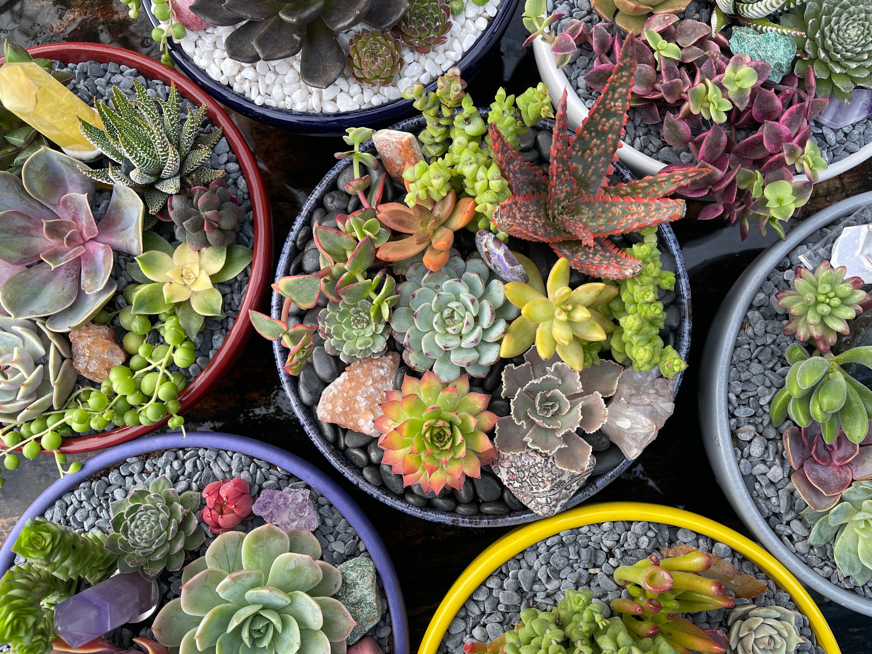 BLOG | Succulent and Stone