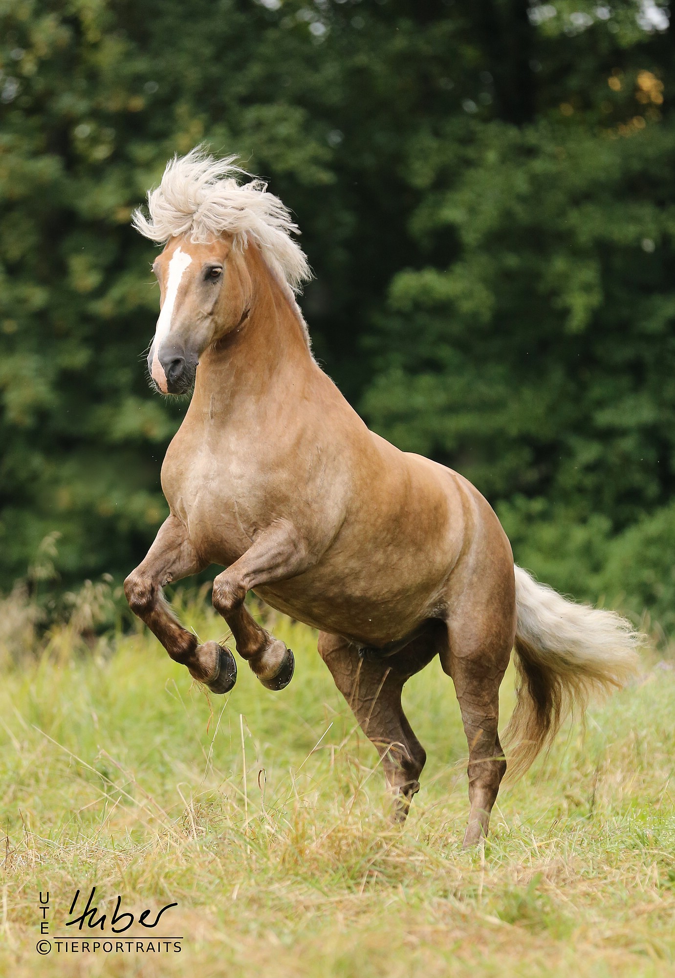 Tierportraits Ute Huber | Pferdefotografie | Stuttgart