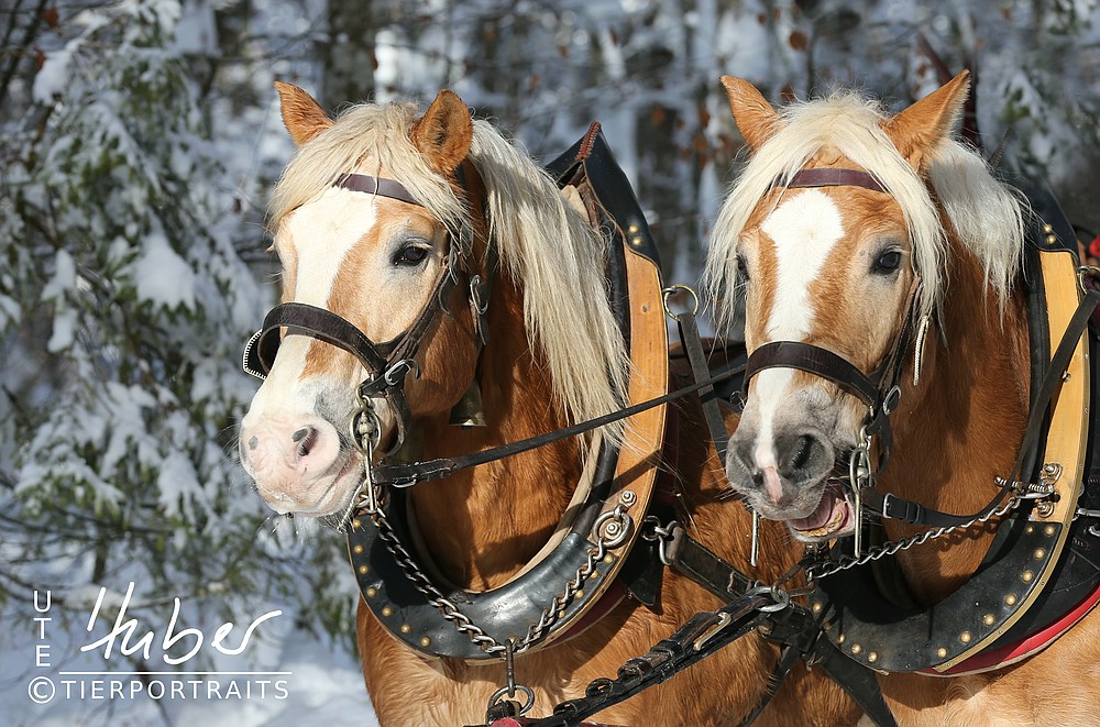Tierportraits Ute Huber | Pferdefotografie | Stuttgart