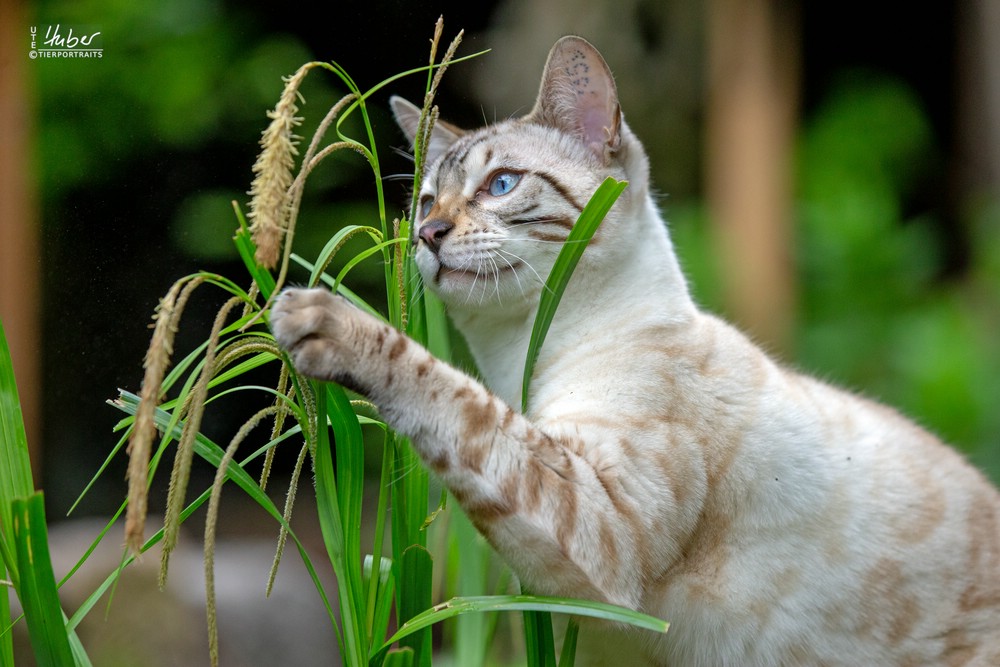 Tierportraits Ute Huber | Katzenfotografie | Stuttgart