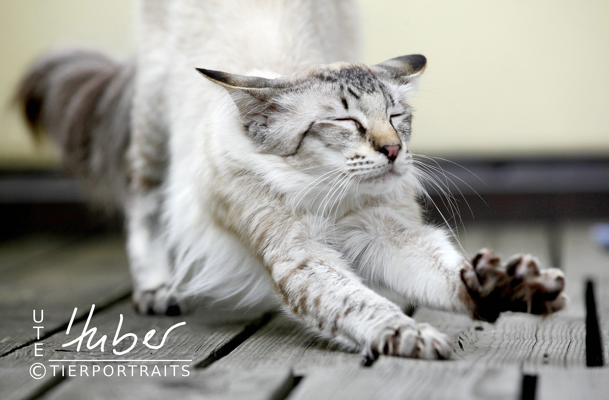 Tierportraits Ute Huber | Katzenfotografie | Stuttgart