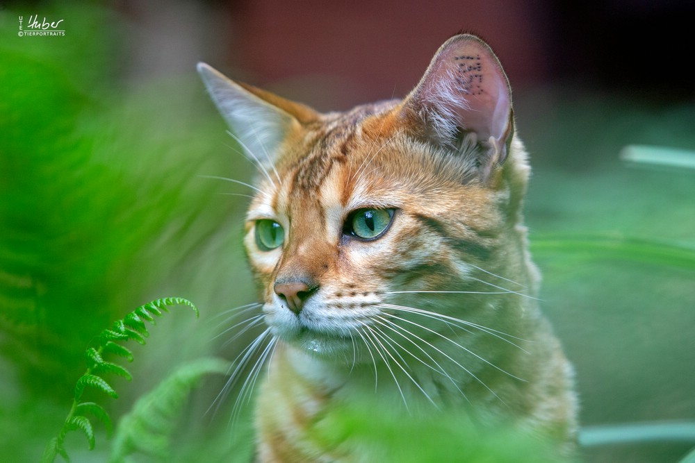 Tierportraits Ute Huber | Katzenfotografie | Stuttgart