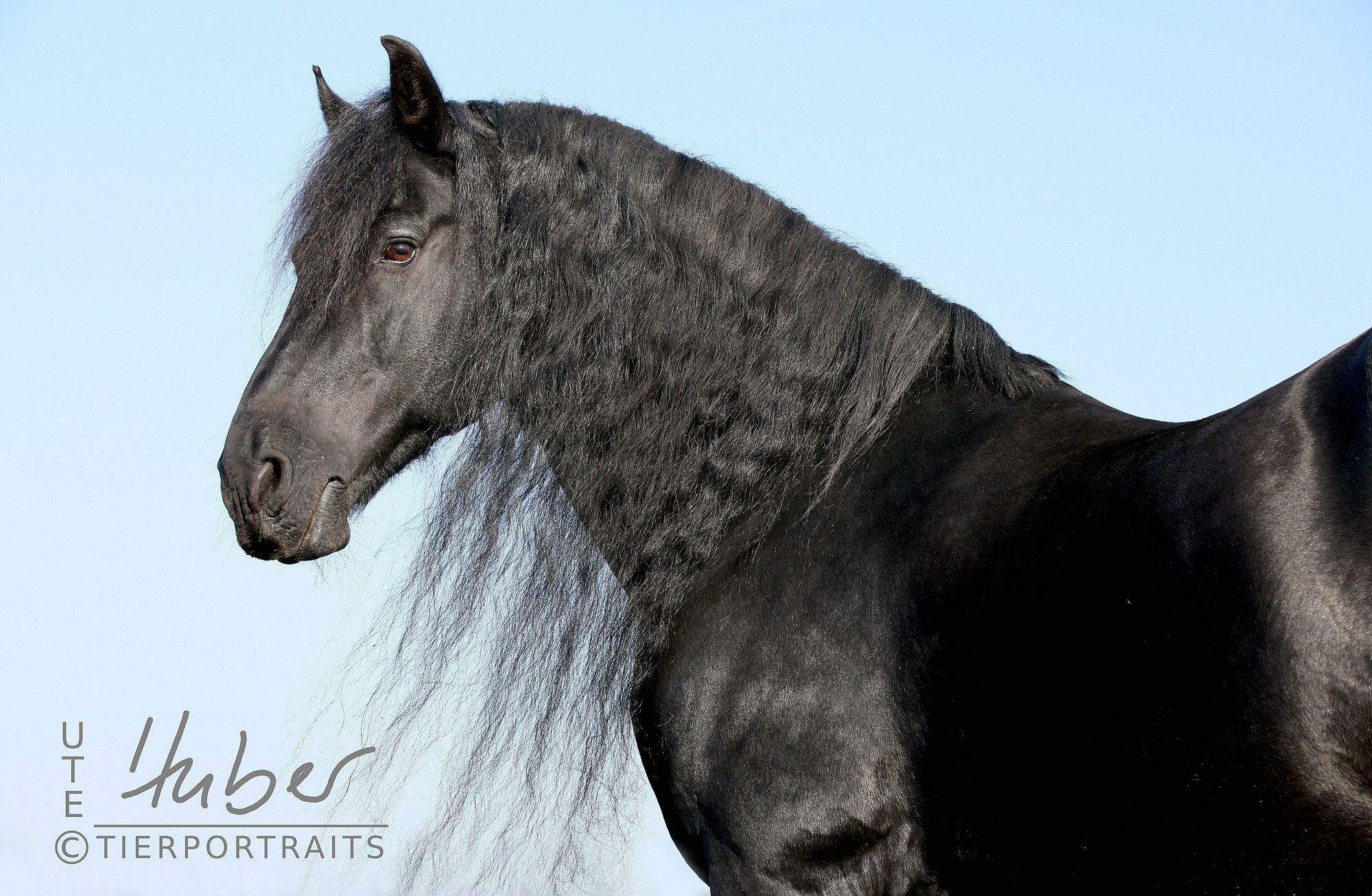 Tierportraits Ute Huber | Pferdefotografie | Stuttgart
