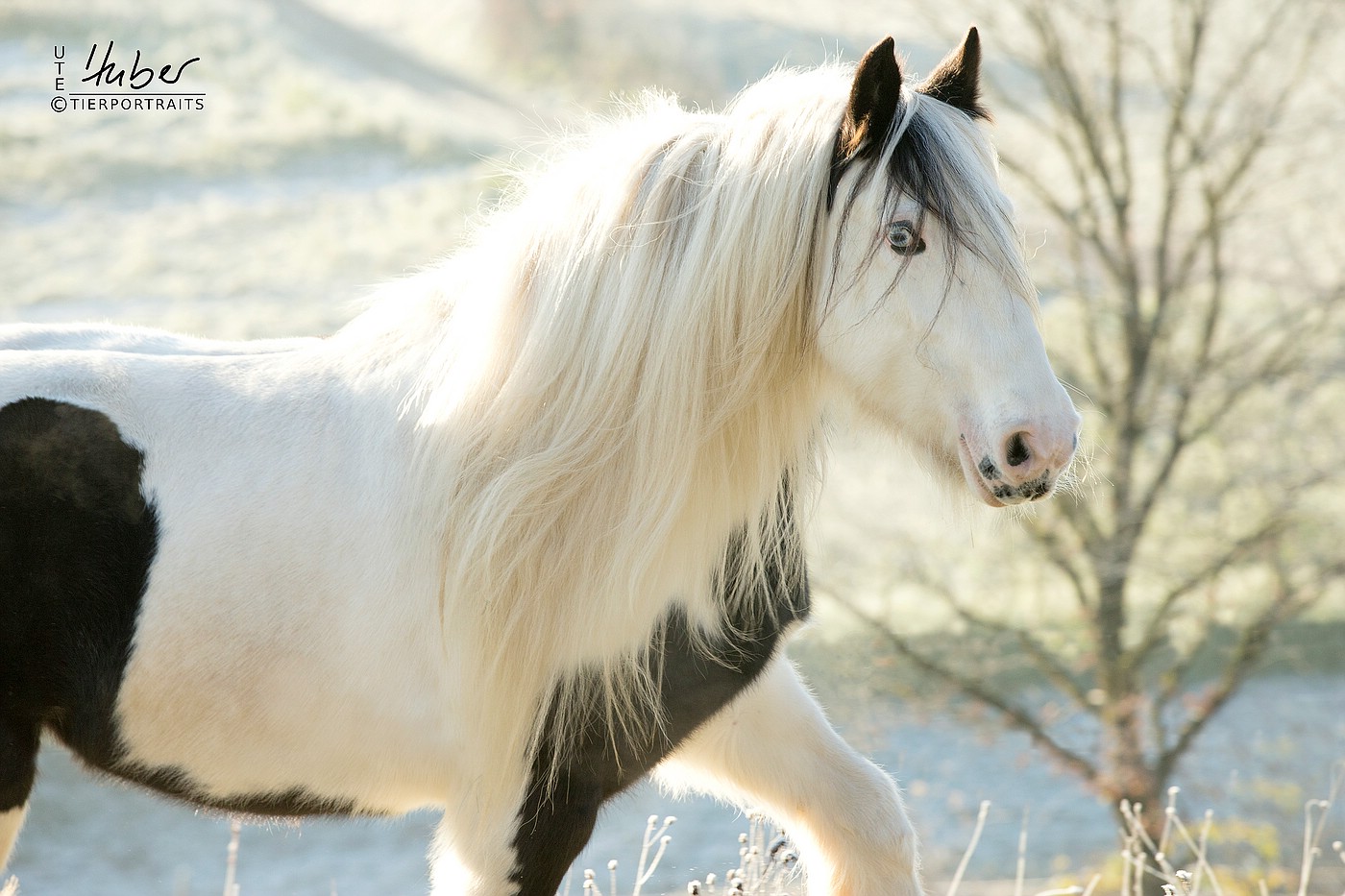 Tierportraits Ute Huber | Pferdefotografie | Stuttgart