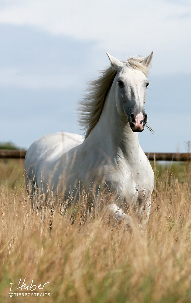 Tierportraits Ute Huber | Pferdefotografie | Stuttgart