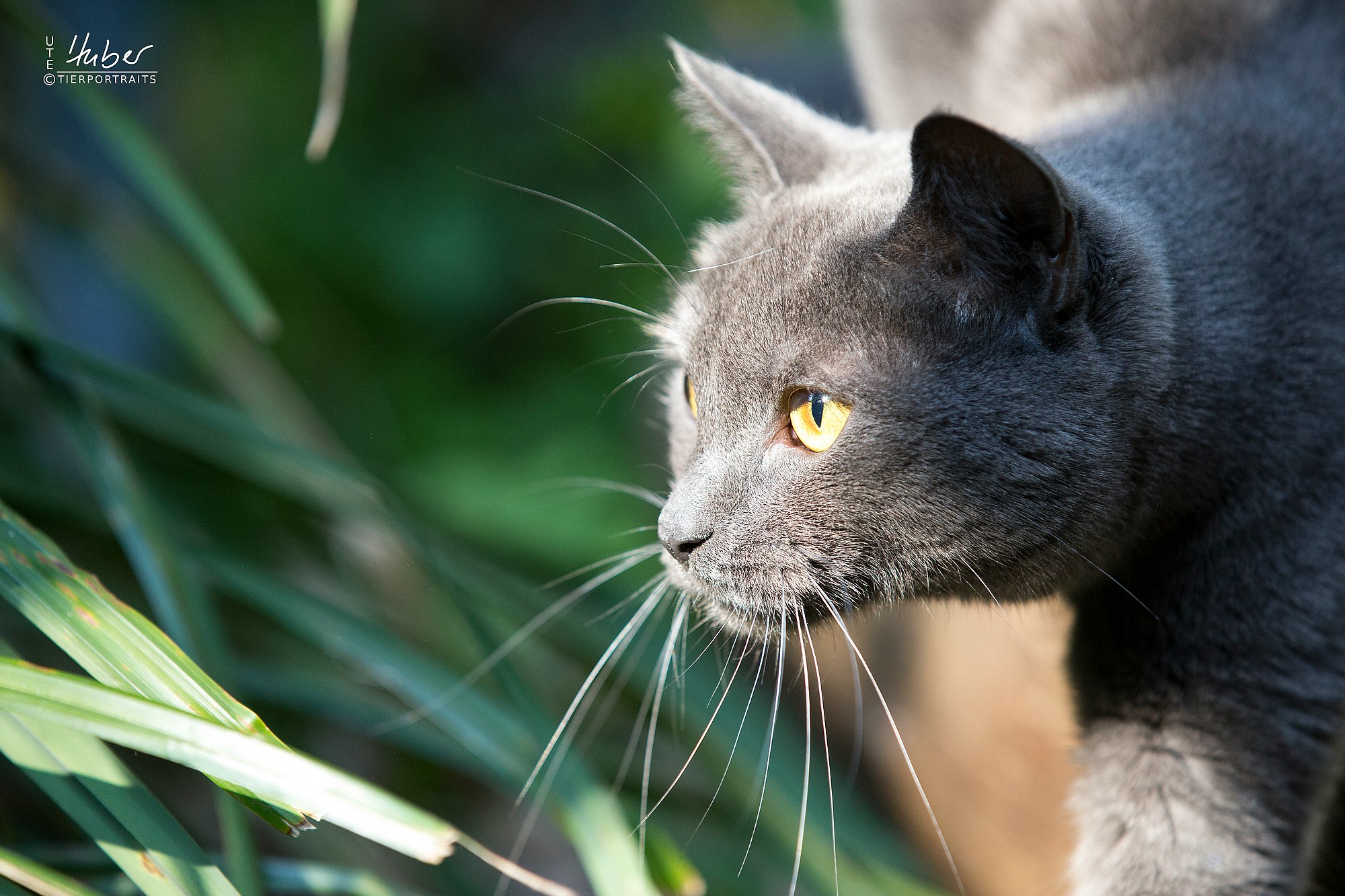 Tierportraits Ute Huber | Katzenfotografie | Stuttgart