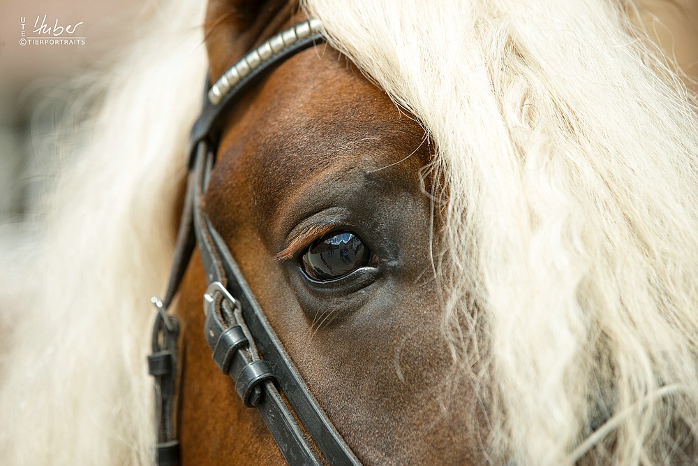 Tierportraits Ute Huber | Pferdefotografie | Stuttgart
