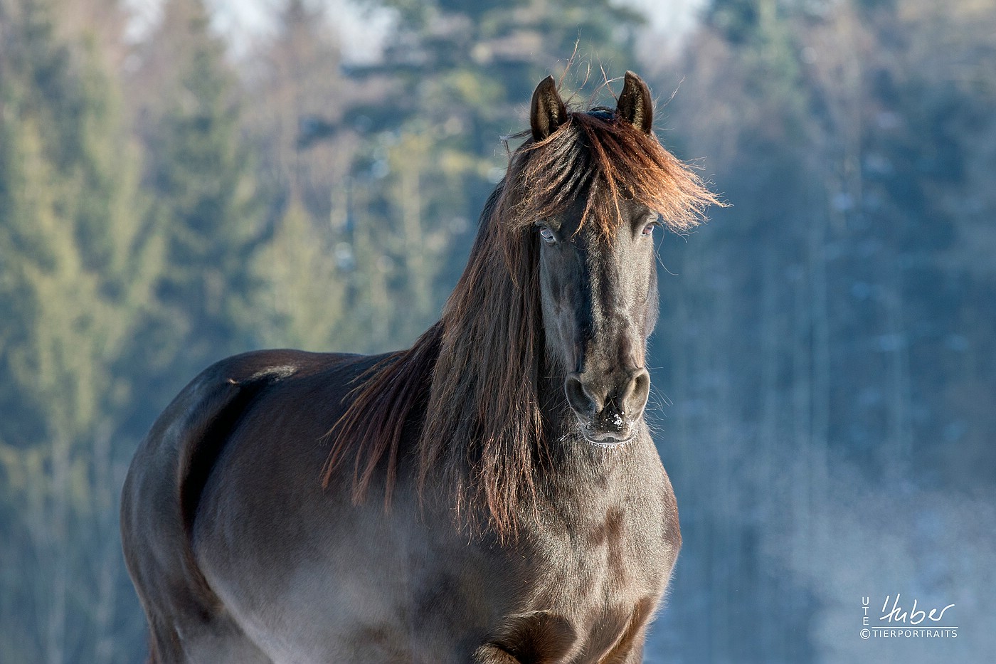 Tierportraits Ute Huber | Pferdefotografie | Stuttgart