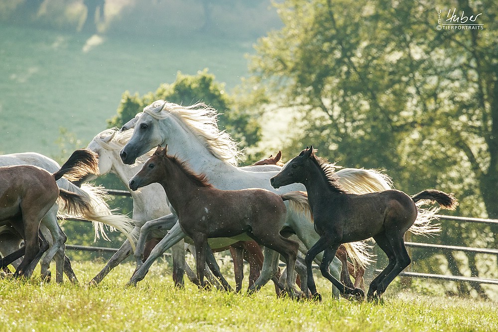 Tierportraits Ute Huber | Pferdefotografie | Stuttgart