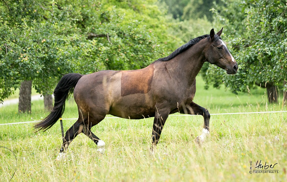 Tierportraits Ute Huber | Pferdefotografie | Stuttgart