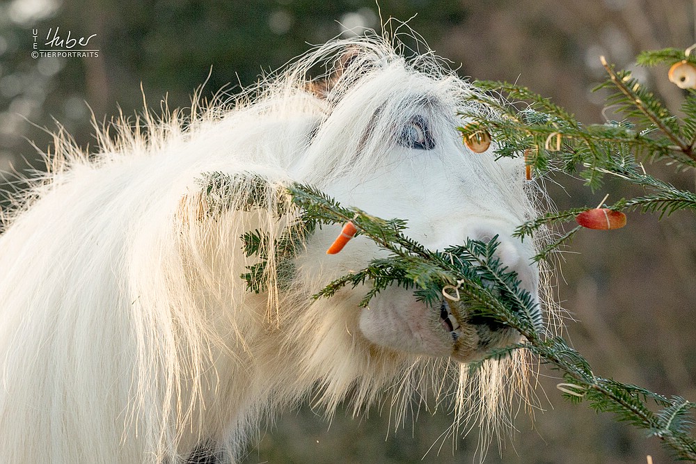 Tierportraits Ute Huber | Pferdefotografie | Stuttgart