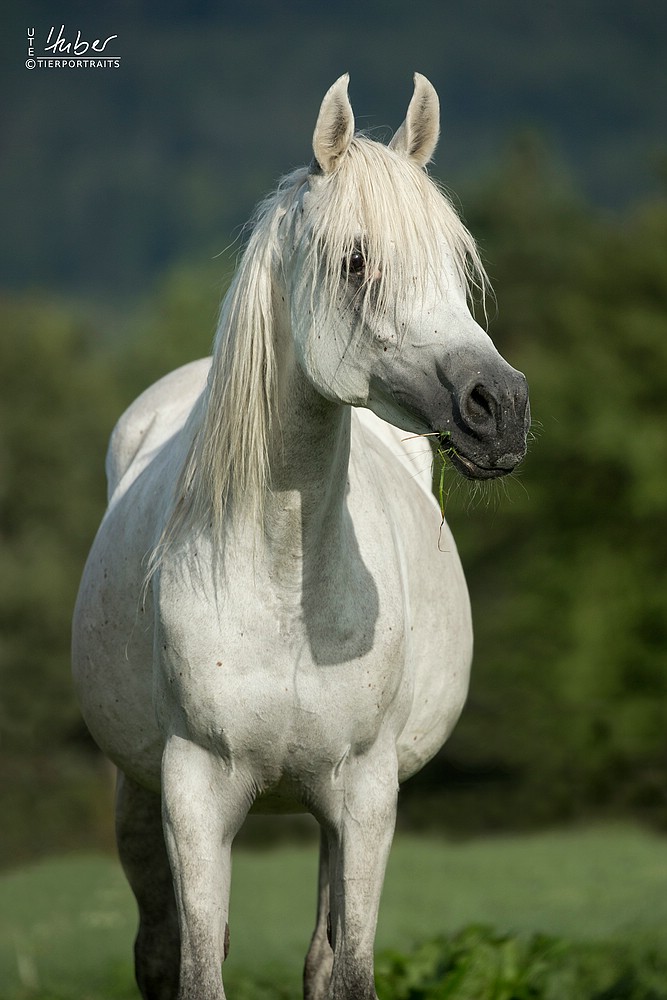 Tierportraits Ute Huber | Pferdefotografie | Stuttgart