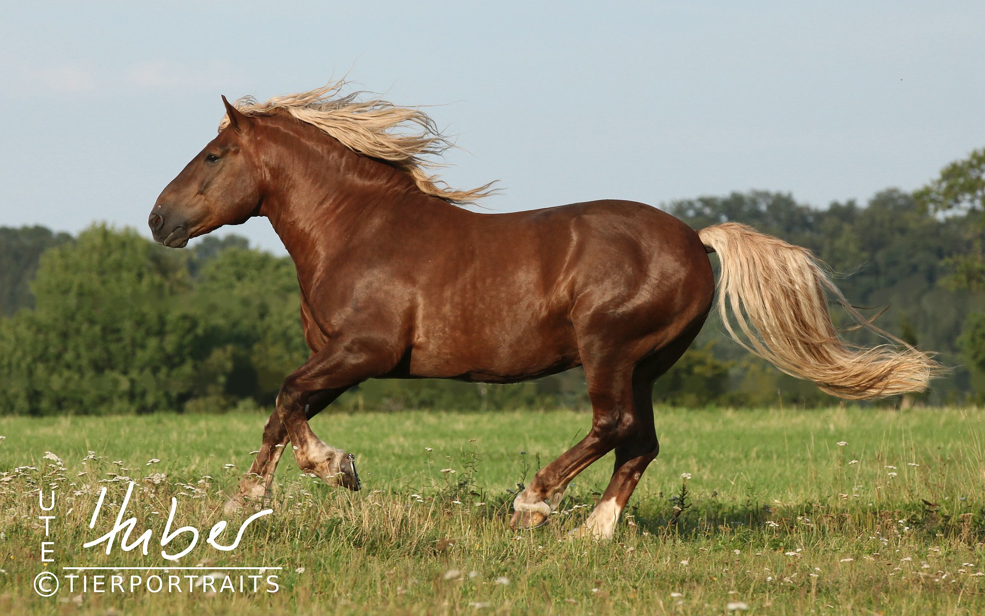 Tierportraits Ute Huber | Pferdefotografie | Stuttgart