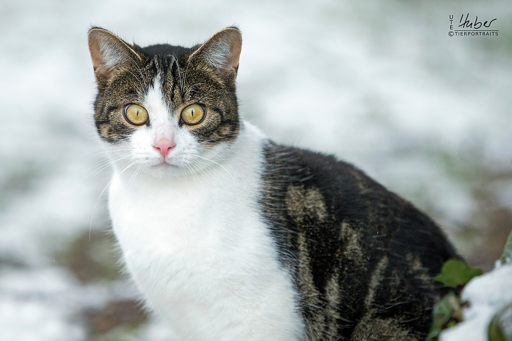 Tierportraits Ute Huber | Katzenfotografie | Stuttgart