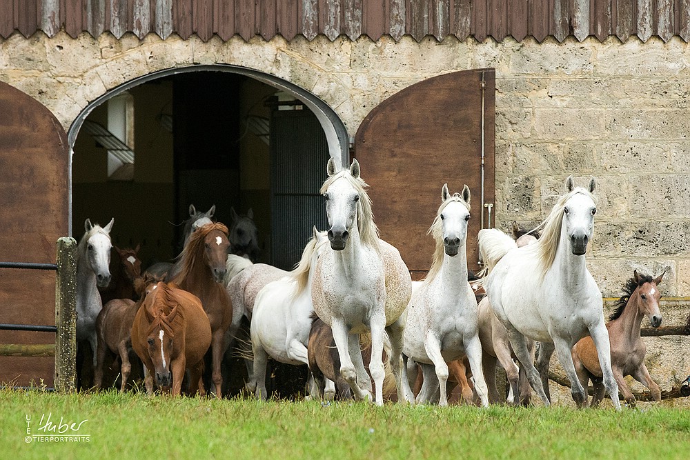 Tierportraits Ute Huber | Pferdefotografie | Stuttgart
