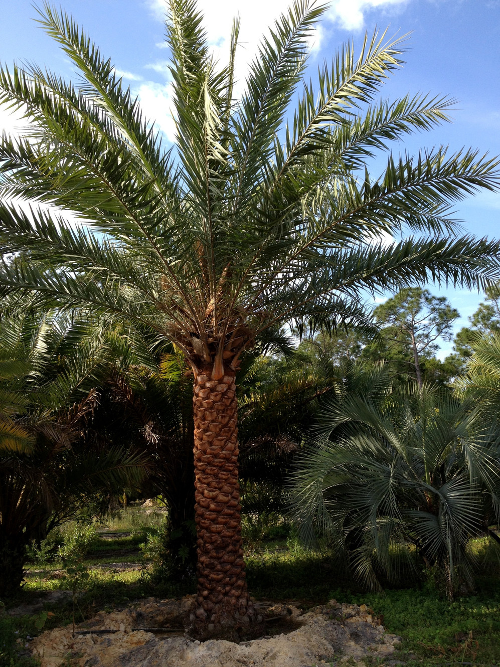 Palm City Tree Farm and Nursery