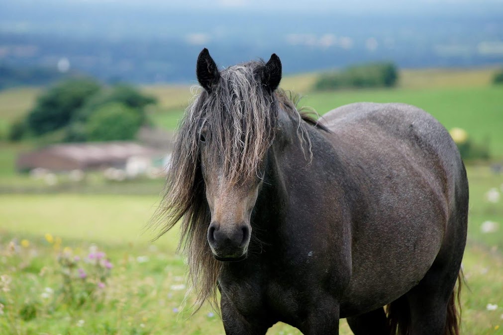 Heald Town Highland Pony Stud - Youngstock Lochmore Arabella