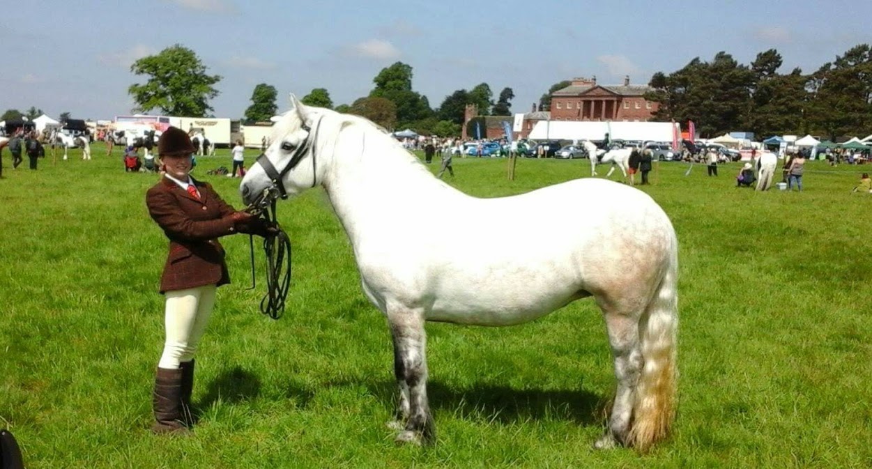 Heald Town Highland Pony Stud -Lagalgarve Loch Lussa